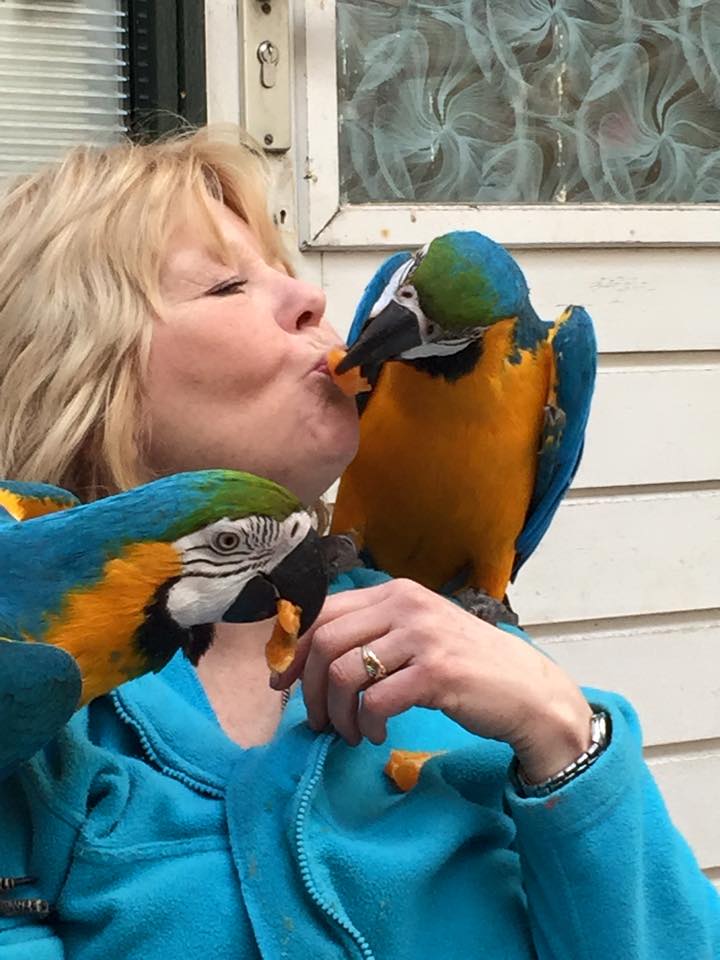 Adoption Application Form - Parrots For Adoption