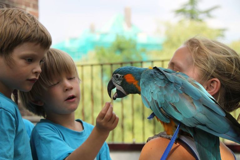 Home - Parrots For Adoption | Companion Parrots For Adoption