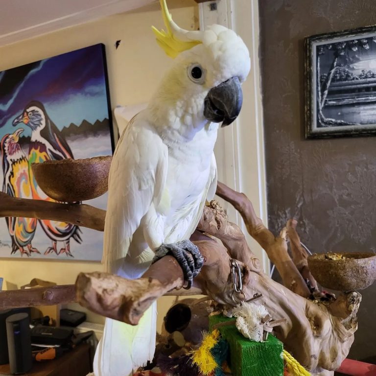 Yellow-Crested Cockatoo For Adoption - Parrots For Adoption