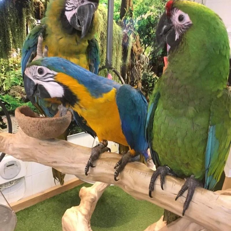 Hyacinth Macaw For Adoption - Parrots For Adoption | Companion Parrots ...