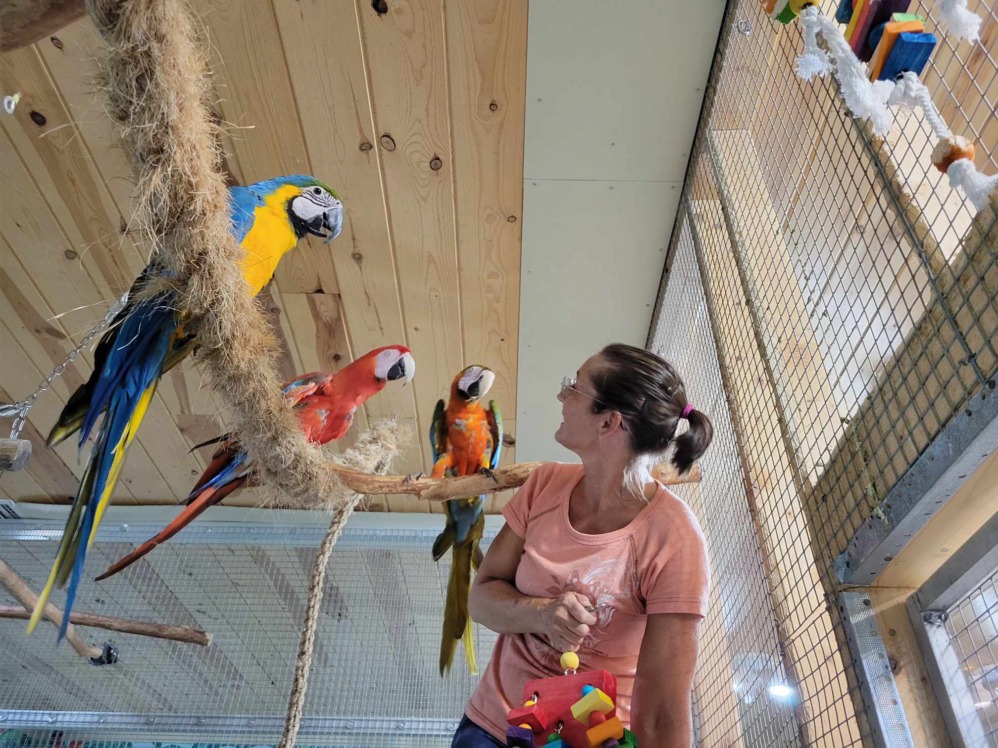 Parrot Rescue Near Me - Parrots For Adoption Free Parrots For Adoption