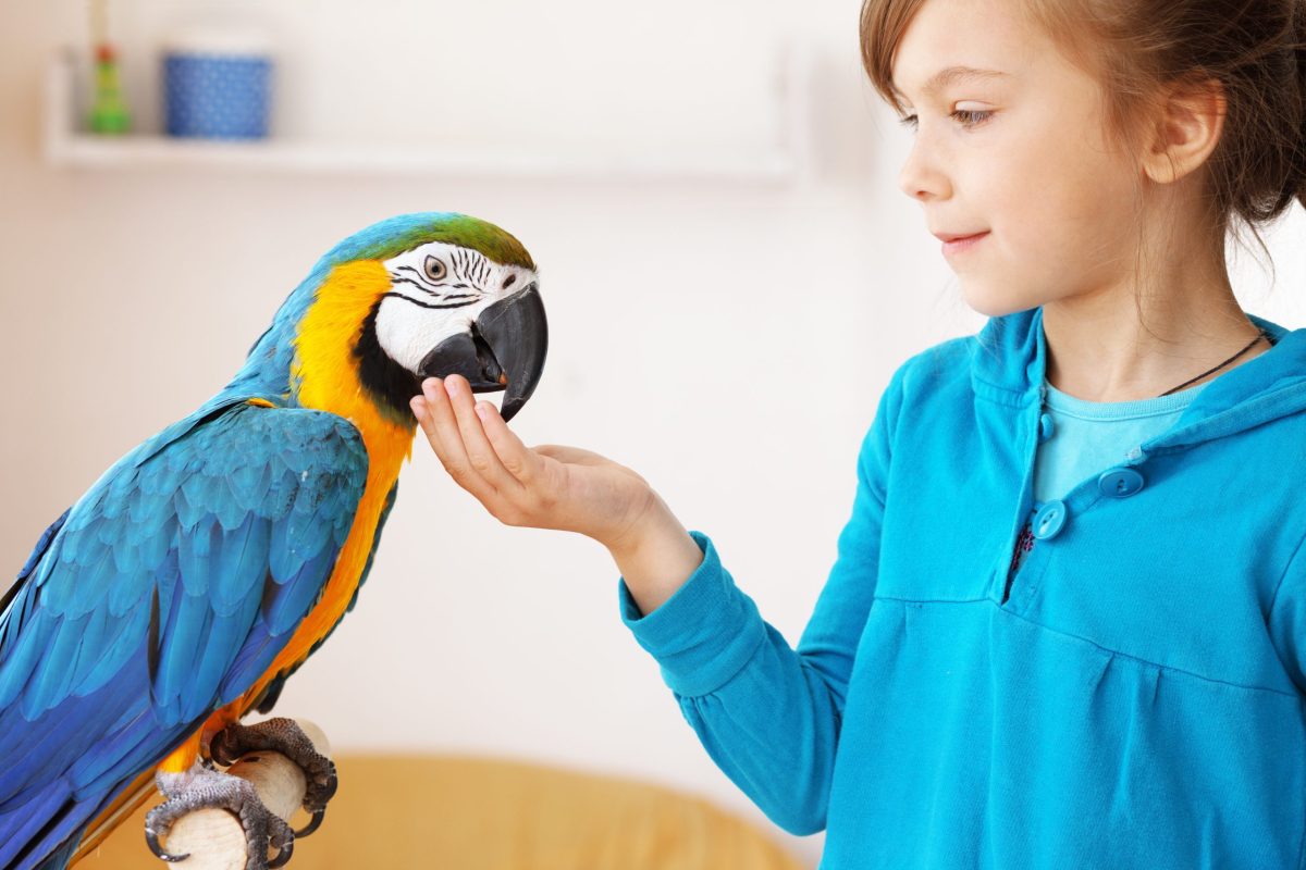 Adoption Application Form - Parrots For Adoption